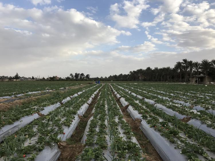 Jobs and Careers at Shahin’s Farm in Egypt – Join Us Today!